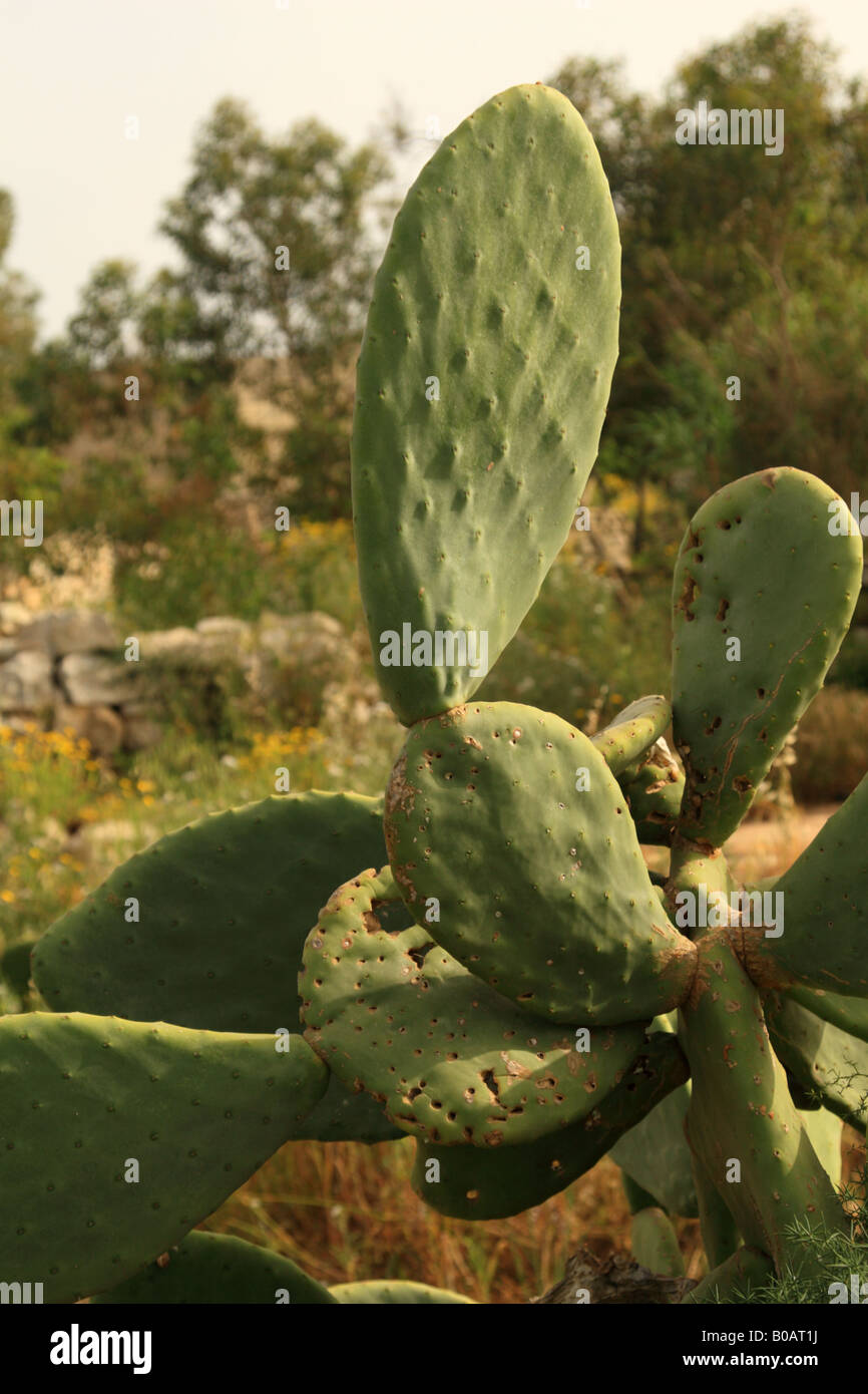 Prickly pear malta hi-res stock photography and images - Alamy