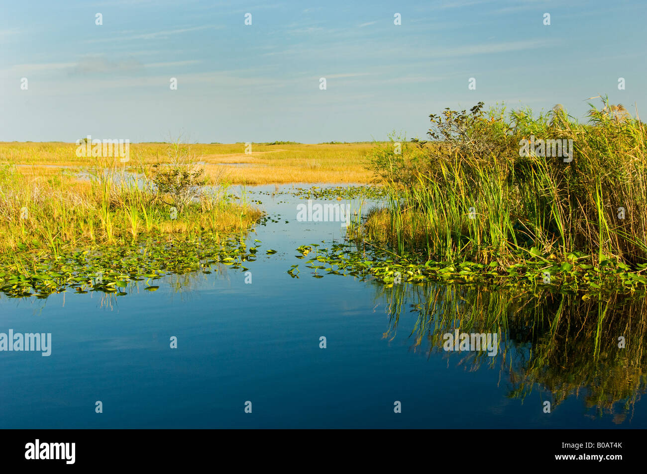The grasslands and marshes of the Everglades Florida USA Stock Photo ...