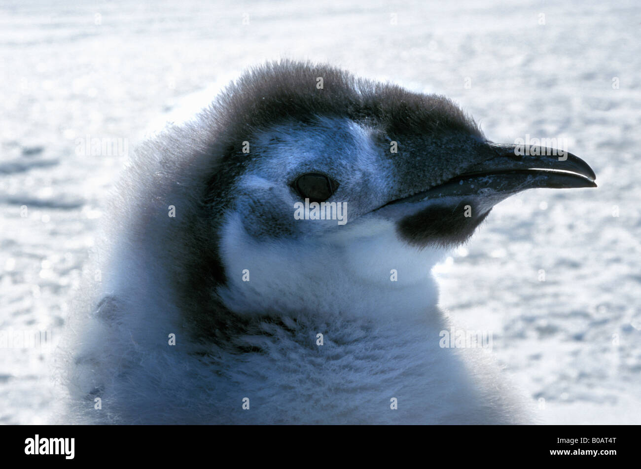 Manchot empereur hi-res stock photography and images - Alamy