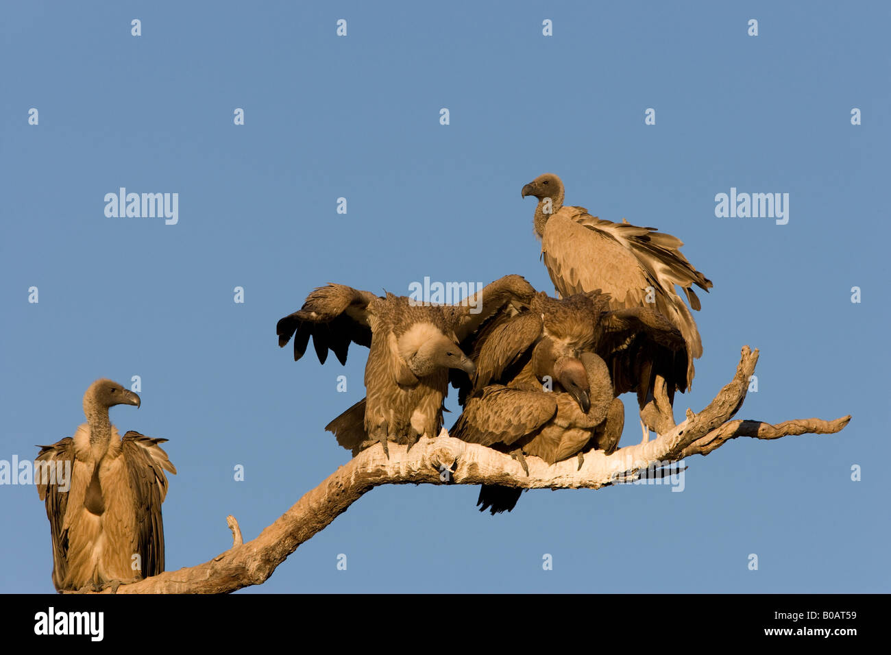 Mating pair of white backed vultures (Gyps africanus) with 3 others on ...