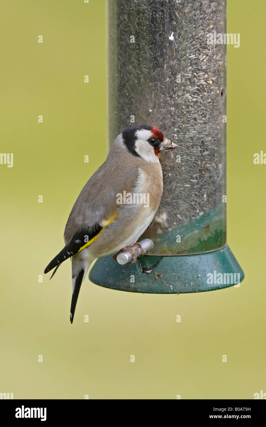 Niger feeder hi-res stock photography and images - Alamy