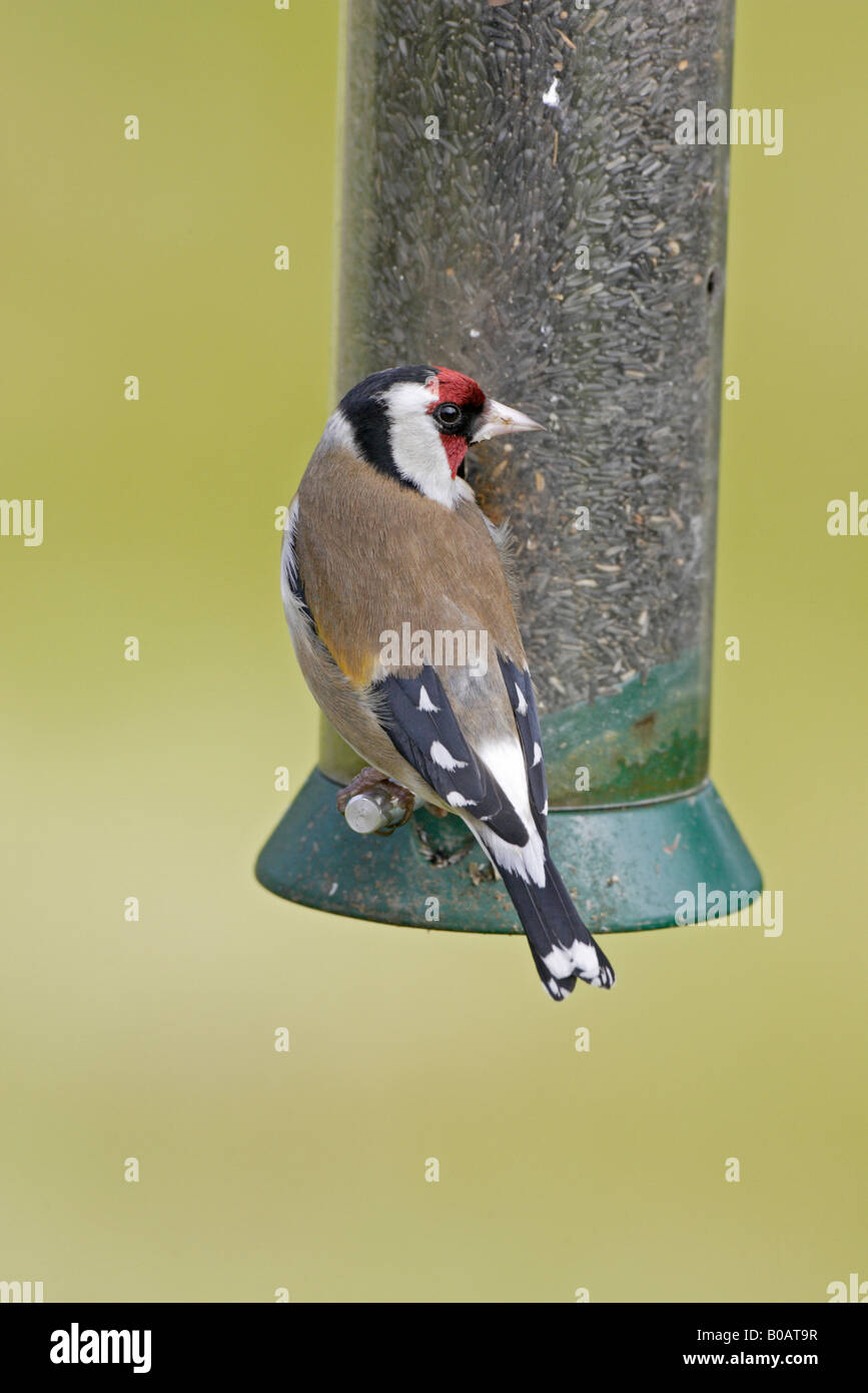 Niger feeder hi-res stock photography and images - Alamy