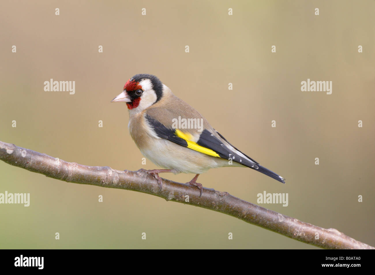 Goldfinch cardeulis cardeulis hi-res stock photography and images - Alamy