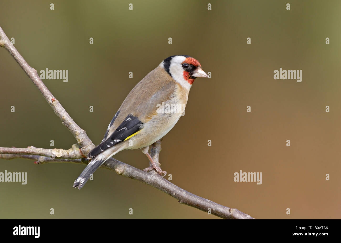 Goldfinch cardeulis cardeulis hi-res stock photography and images - Alamy