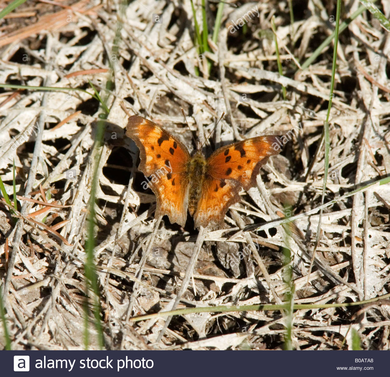 Anglewing High Resolution Stock Photography and Images - Alamy