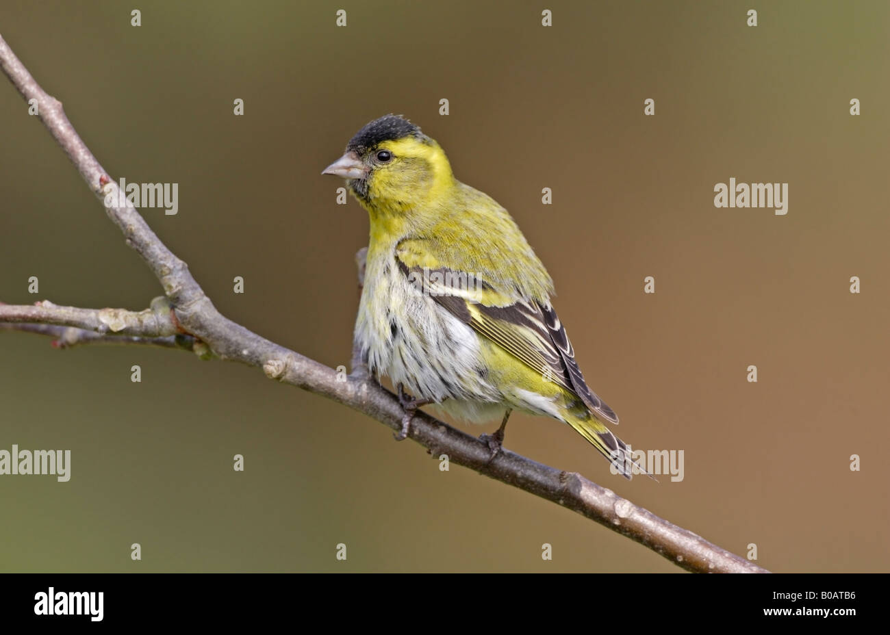 European siskin hi-res stock photography and images - Alamy