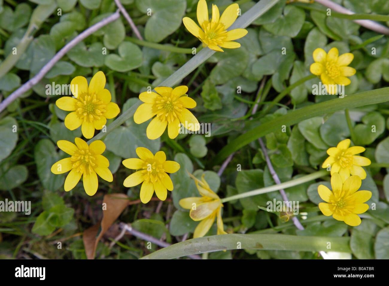 Lesser Celandine in flower Stock Photo - Alamy
