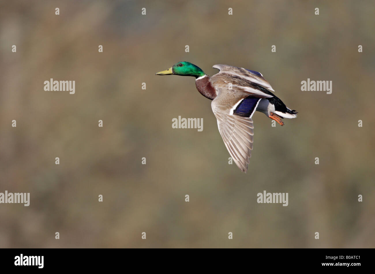 Male Mallard in flight Stock Photo - Alamy