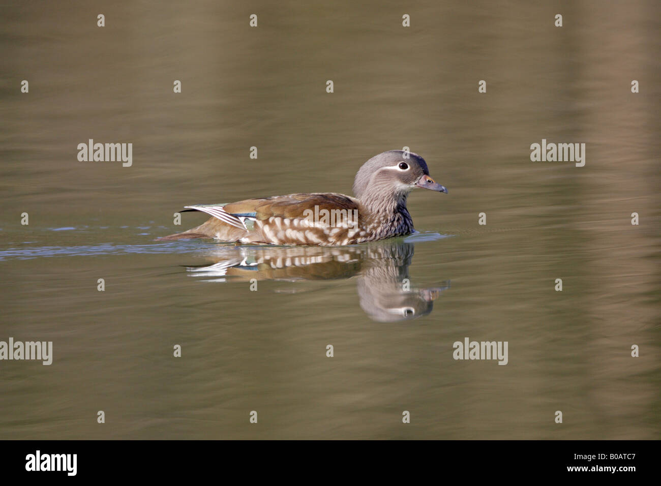 Female Mandarin Duck swimming on cannop pond Stock Photo - Alamy