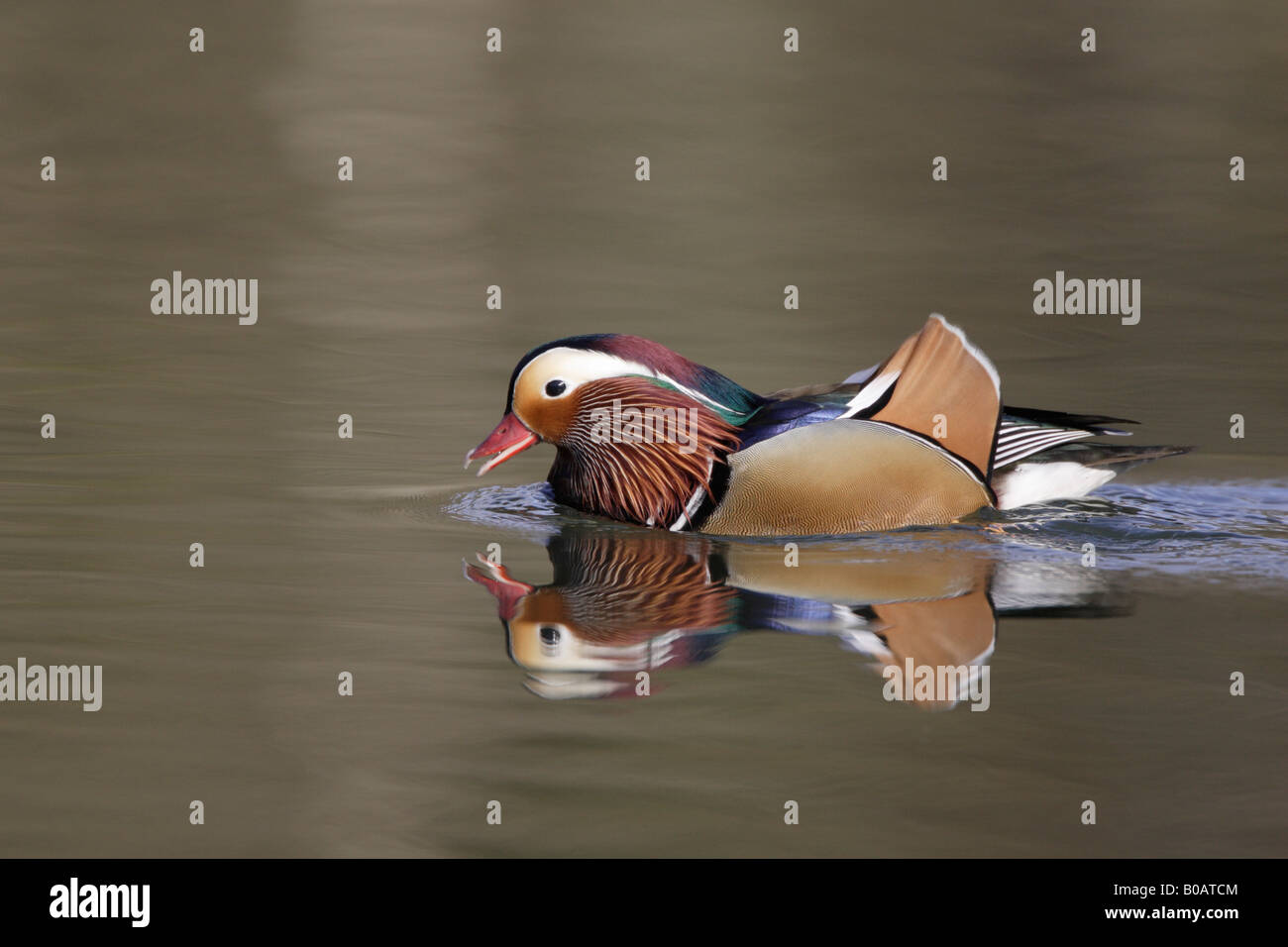 Male Mandarin Duck swimming on cannop pond Stock Photo - Alamy