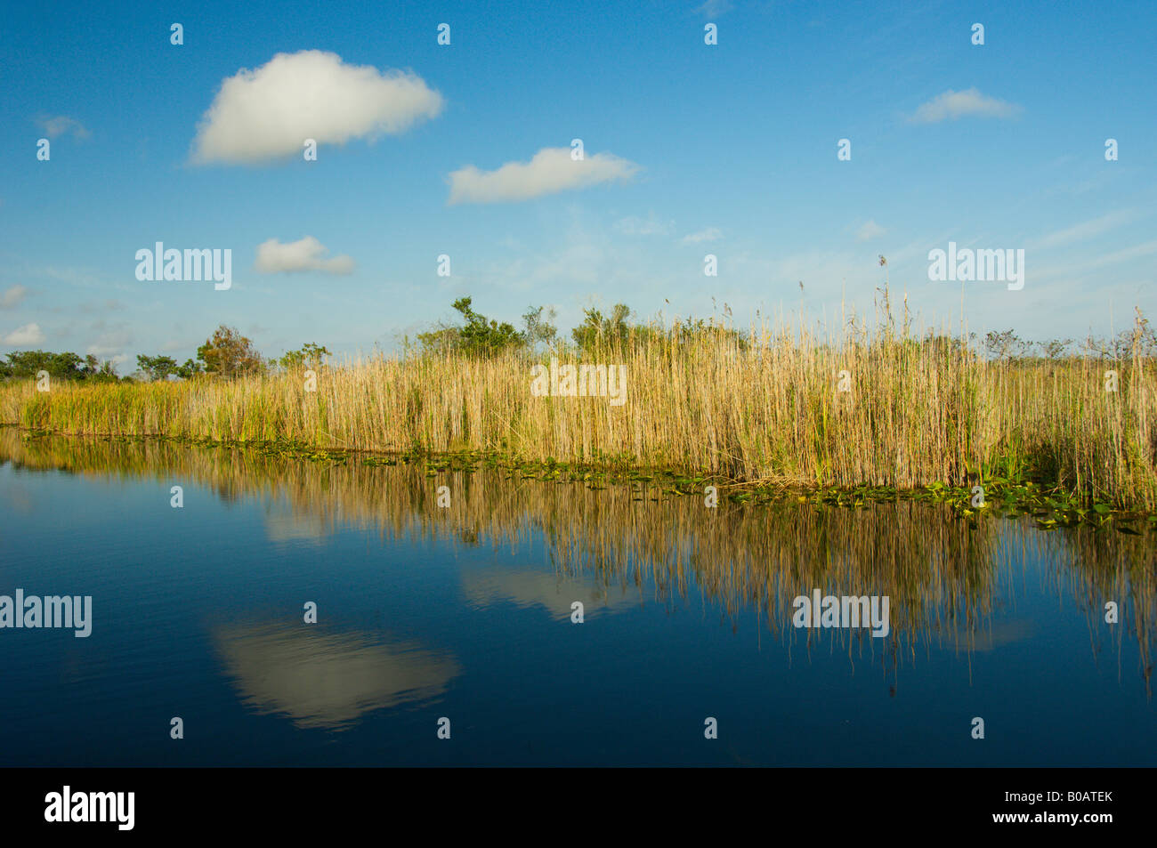 The grasslands and marshes of the Everglades Florida USA Stock Photo ...
