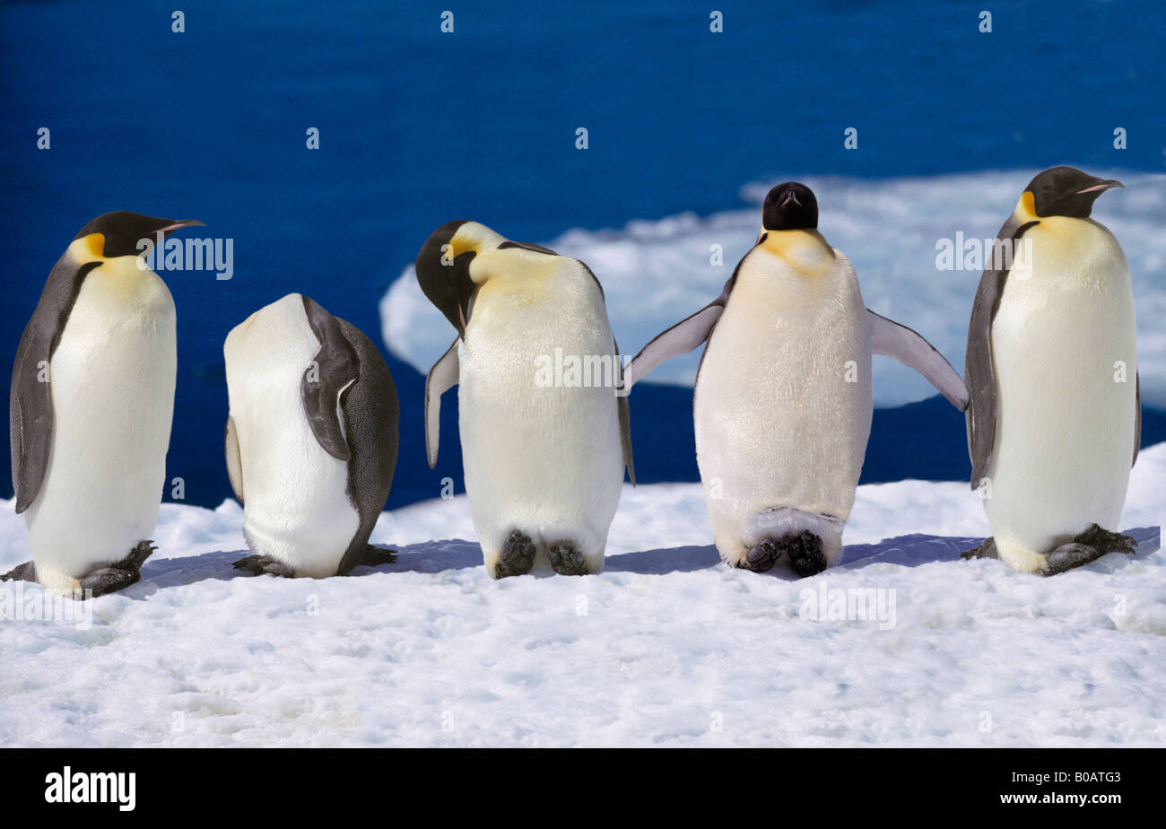 Manchot empereur hi-res stock photography and images - Alamy
