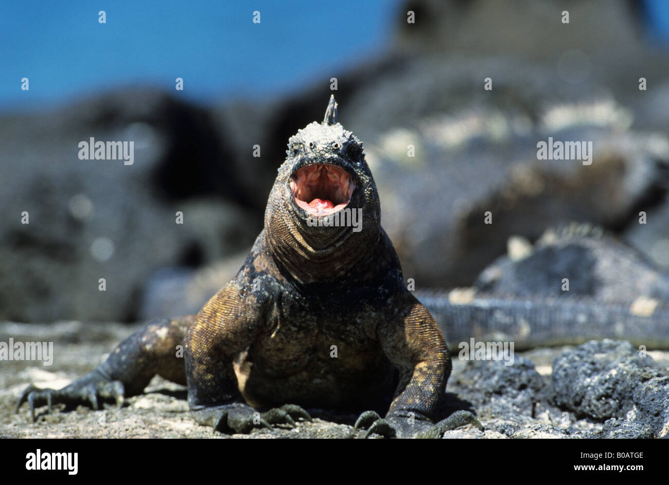 Marine Iguana Amblyrhynchus cristatus cristatus male Stock Photo - Alamy