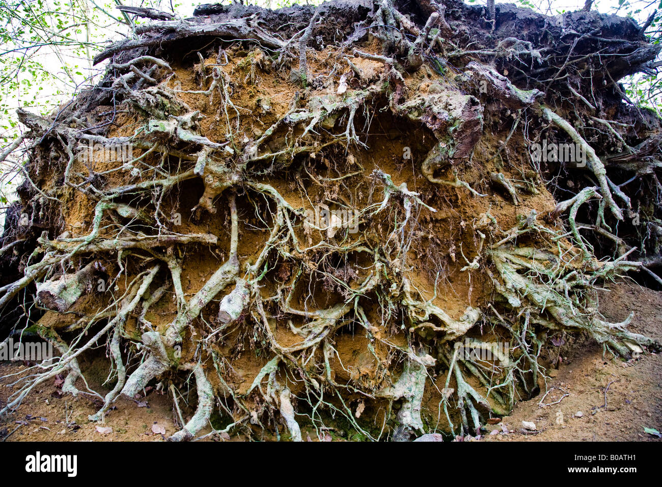 Uprooted tree, Surrey, England Stock Photo - Alamy
