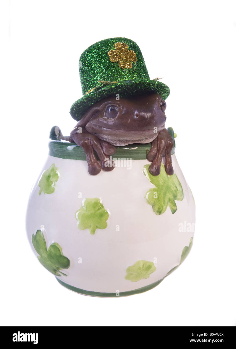 Cute White s or Dumpy tree frog inside st patricks day shamrock pot ...