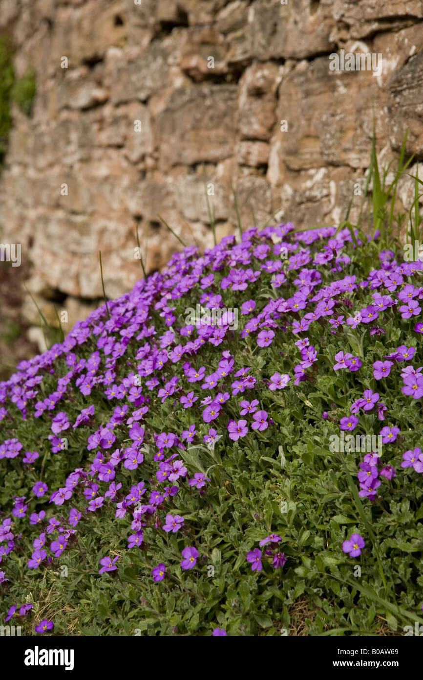 Aubretia Stock Photos & Aubretia Stock Images - Alamy