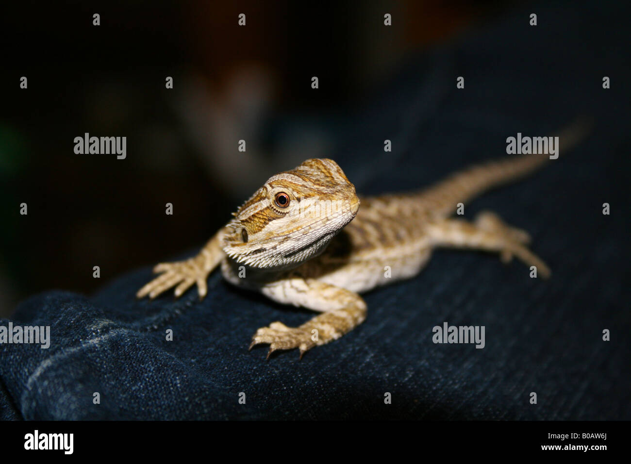 Young Bearded Dragon Stock Photo - Alamy