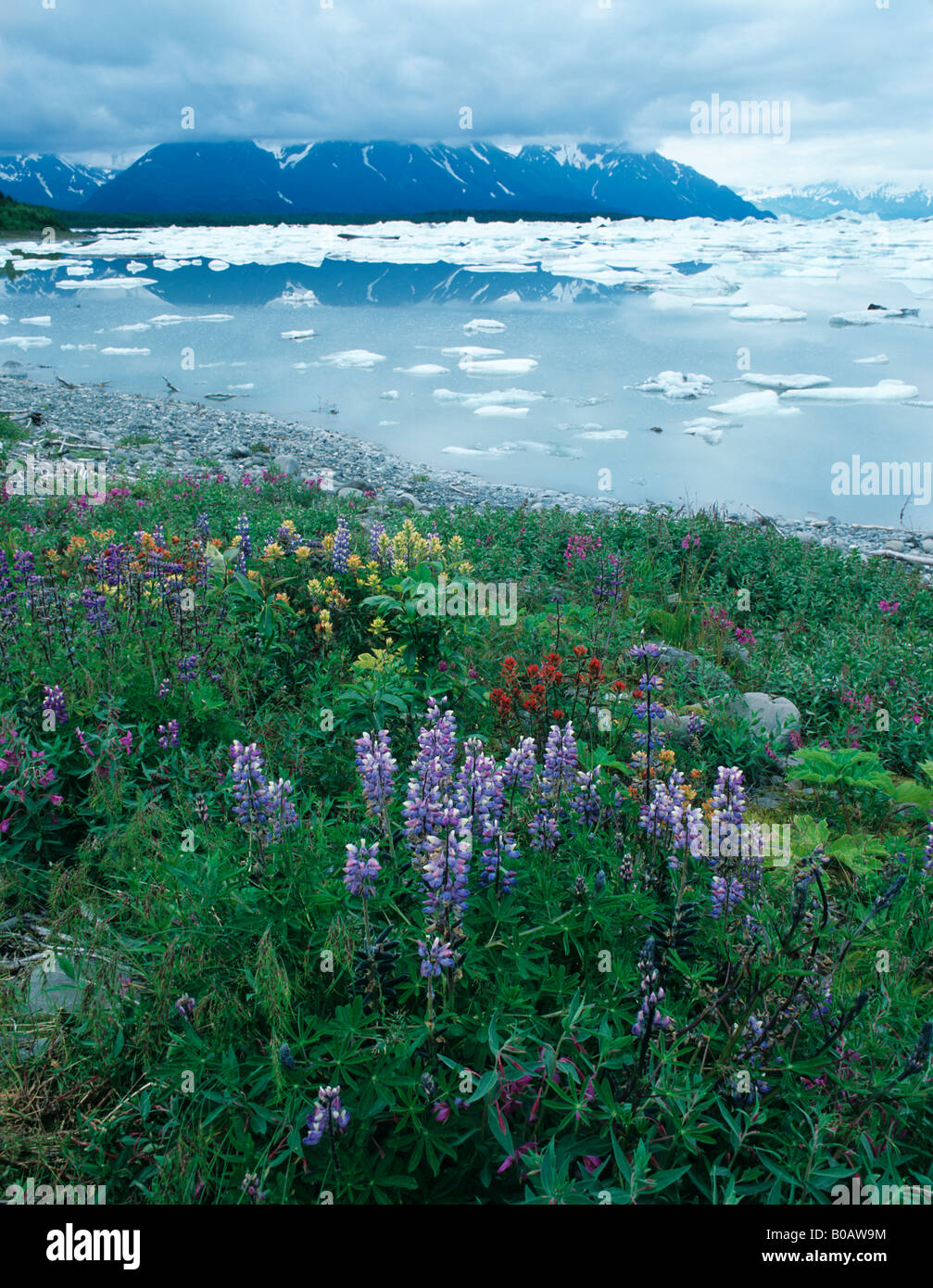 Tongass National Forest, Russell fiord, Paintbrush, Lupine, Firewood ...
