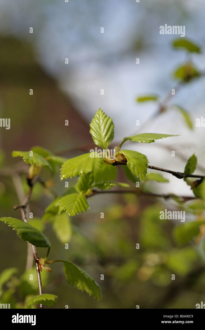 Silver Birch Tree, Betula pendula, leaves emerging in spring.Cheshire ...