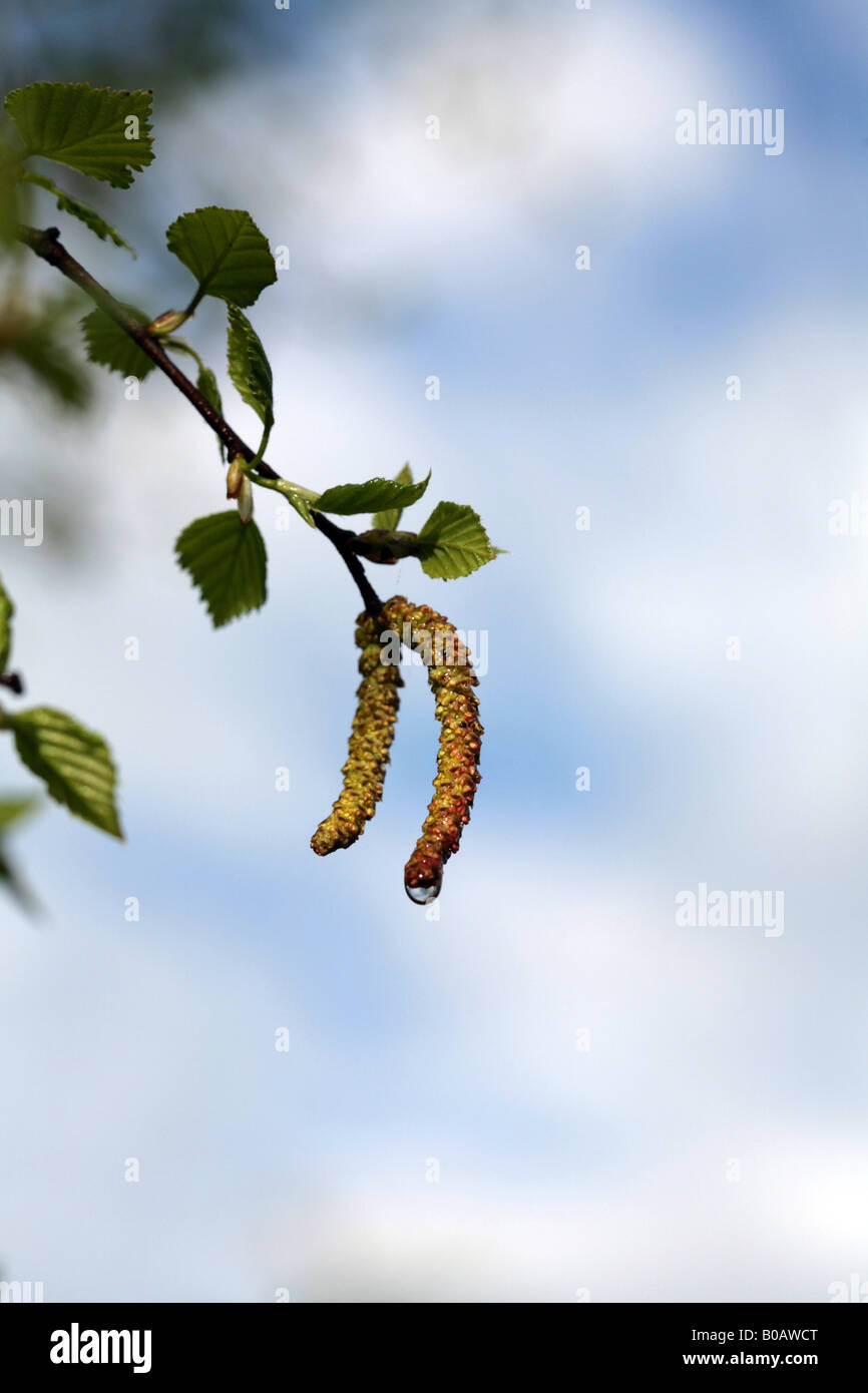 Silver birch catkin hi-res stock photography and images - Alamy