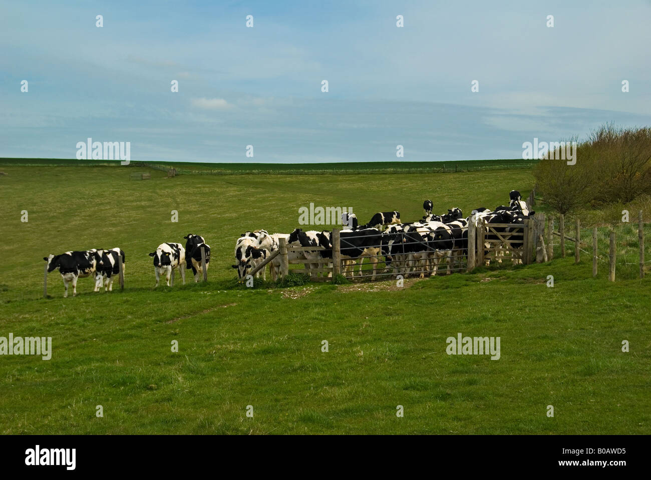 Fresian Cows waiting at a Field Gate Stock Photo - Alamy