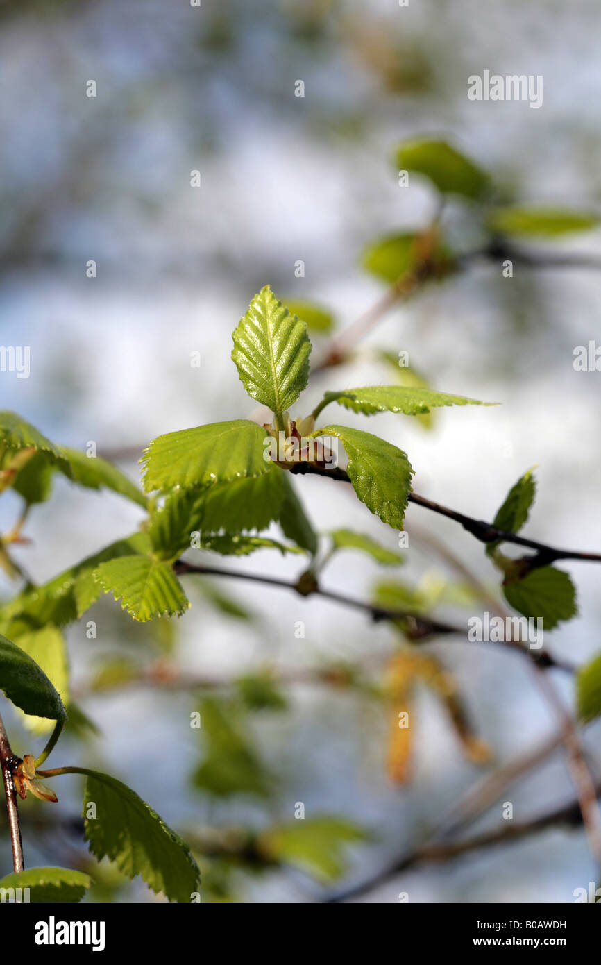 Silver Birch Tree, Betula pendula, leaves emerging in spring.Cheshire ...