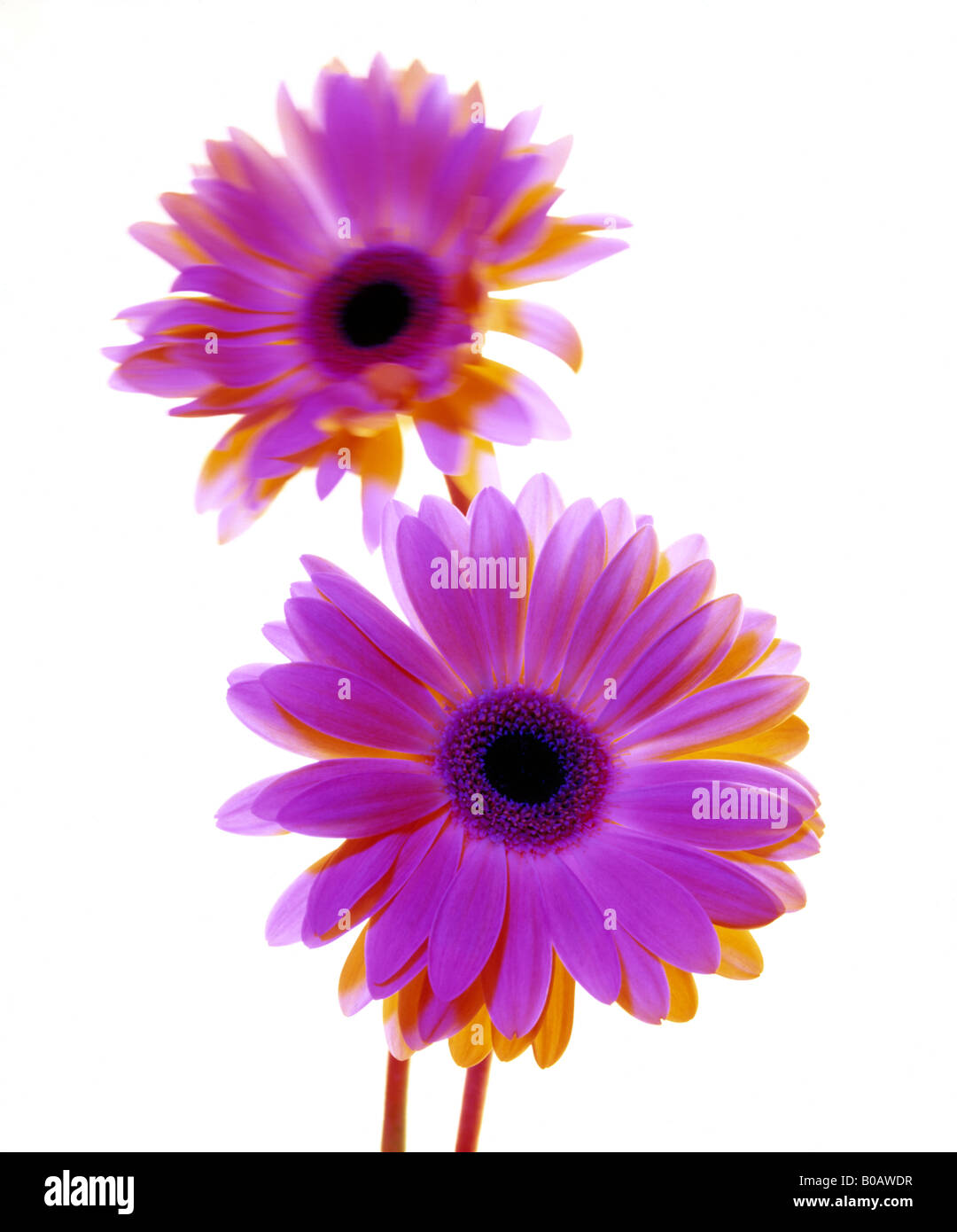 GERBERA flower heads Stock Photo - Alamy