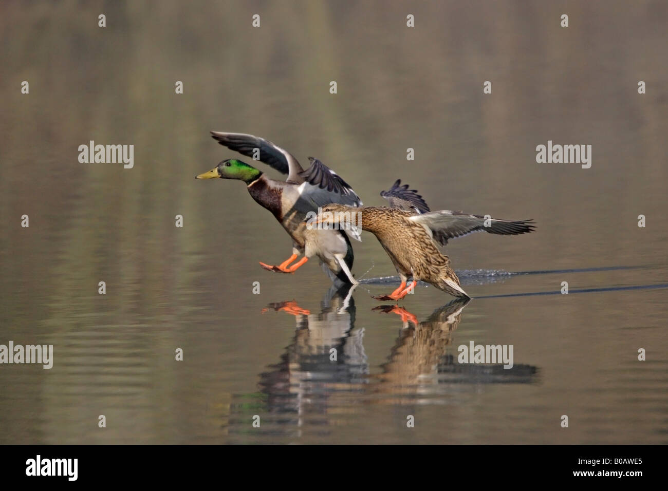 Ducks Landing