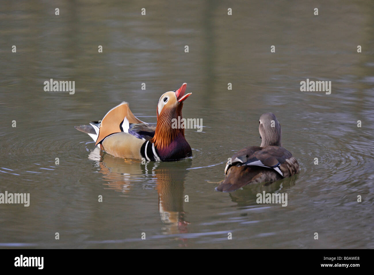 Pair of mandarin ducks hi-res stock photography and images - Alamy