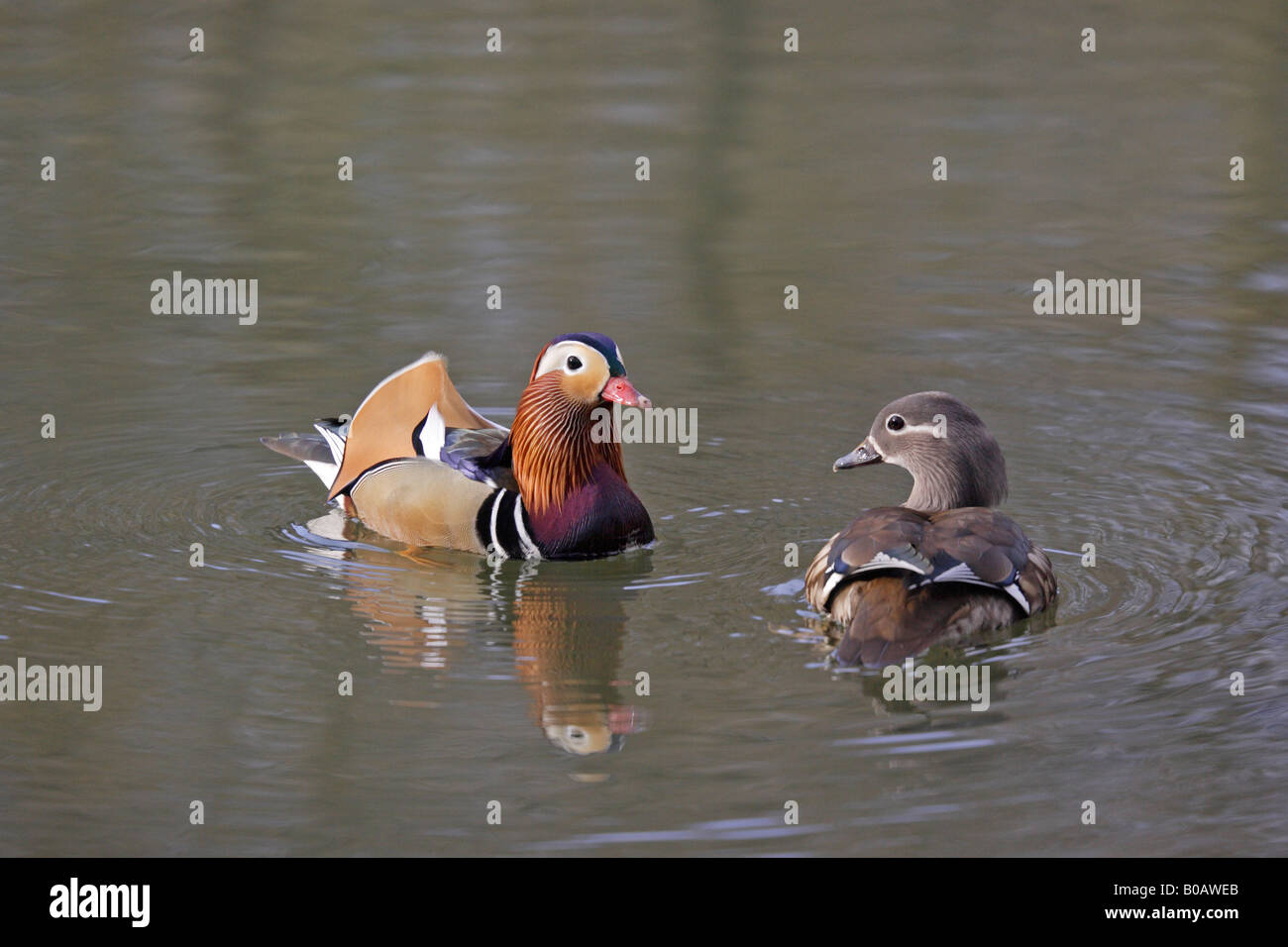 Pair of wild Mandarin Ducks swimming on Cannop Pond Forest of Dean ...