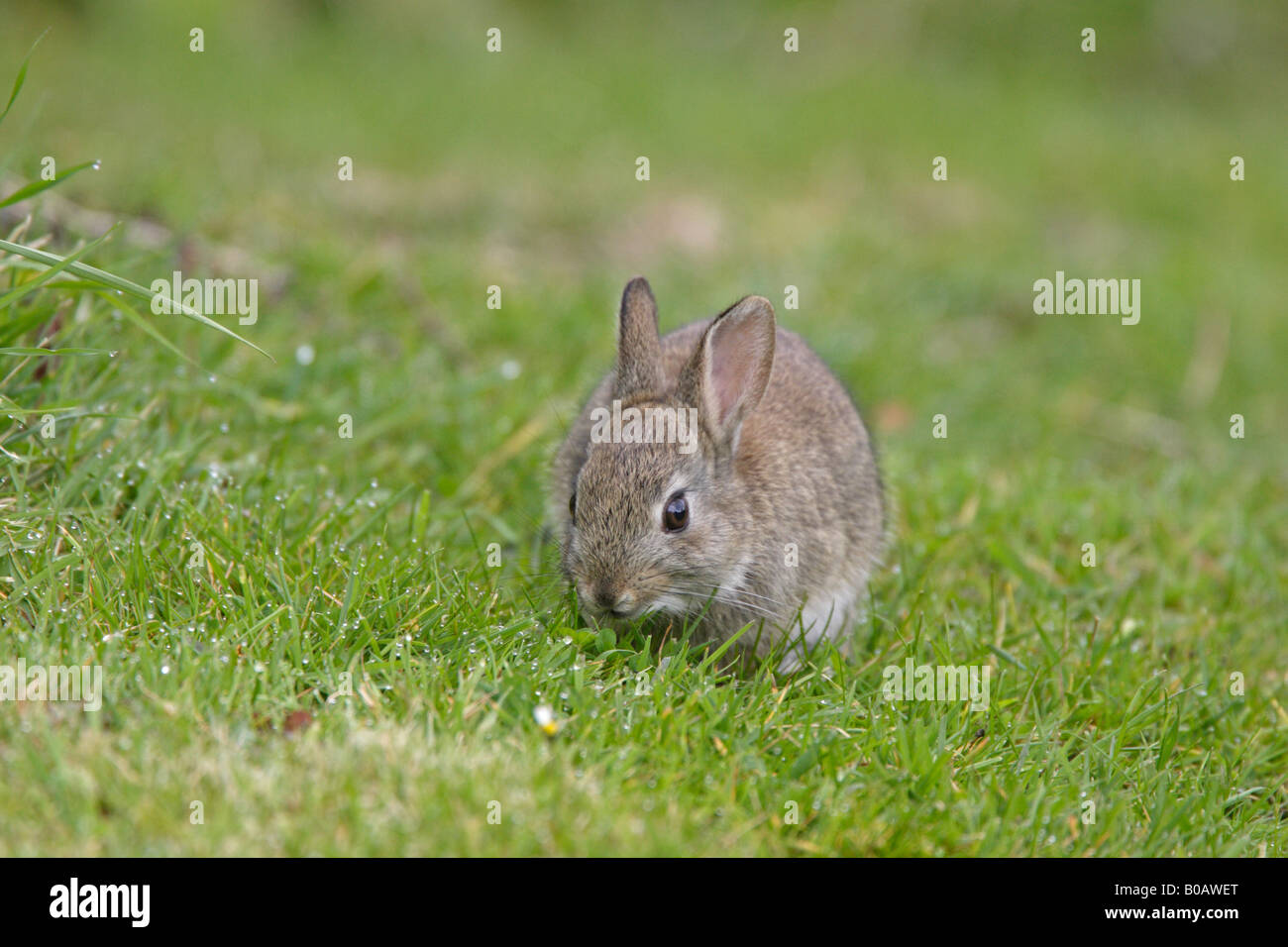Young Rabbit in a Forest of Dean Garden Stock Photo - Alamy