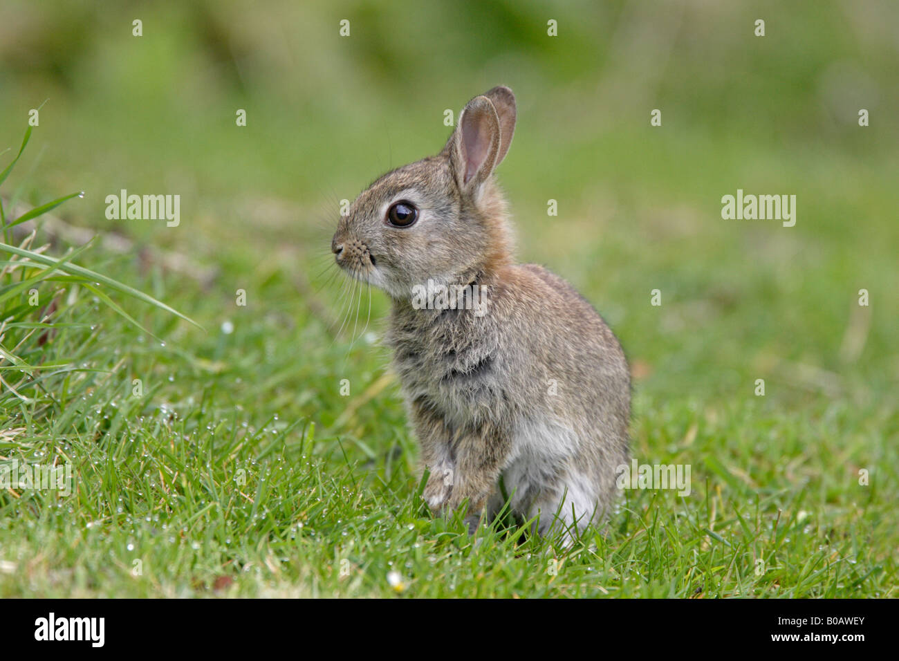 Young Rabbit in a Forest of Dean Garden Stock Photo - Alamy