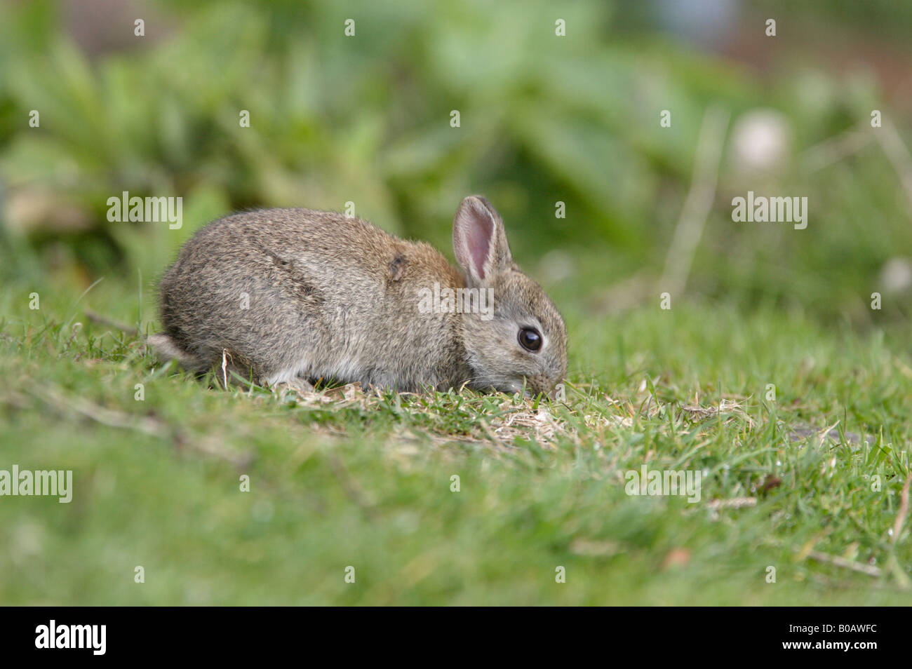 Young Rabbit in a Forest of Dean Garden Stock Photo - Alamy