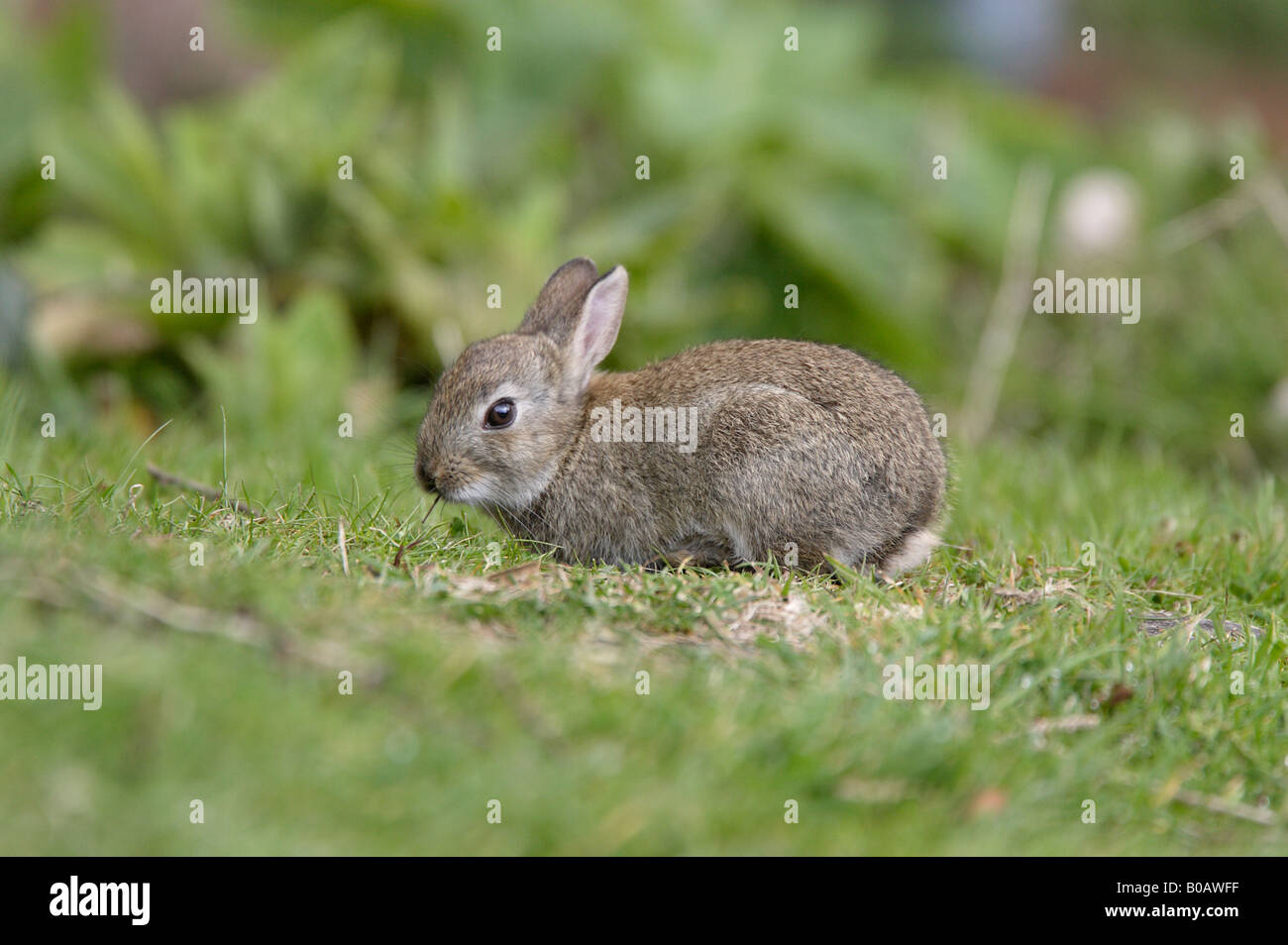 Young Rabbit in a Forest of Dean Garden Stock Photo - Alamy