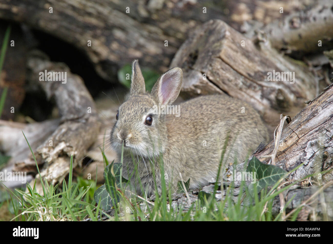 Young Rabbit on a woodpile in a Forest of Dean Garden Stock Photo - Alamy