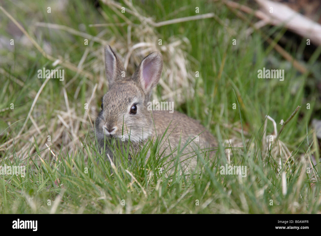 Young Rabbit in a Forest of Dean Garden Stock Photo - Alamy