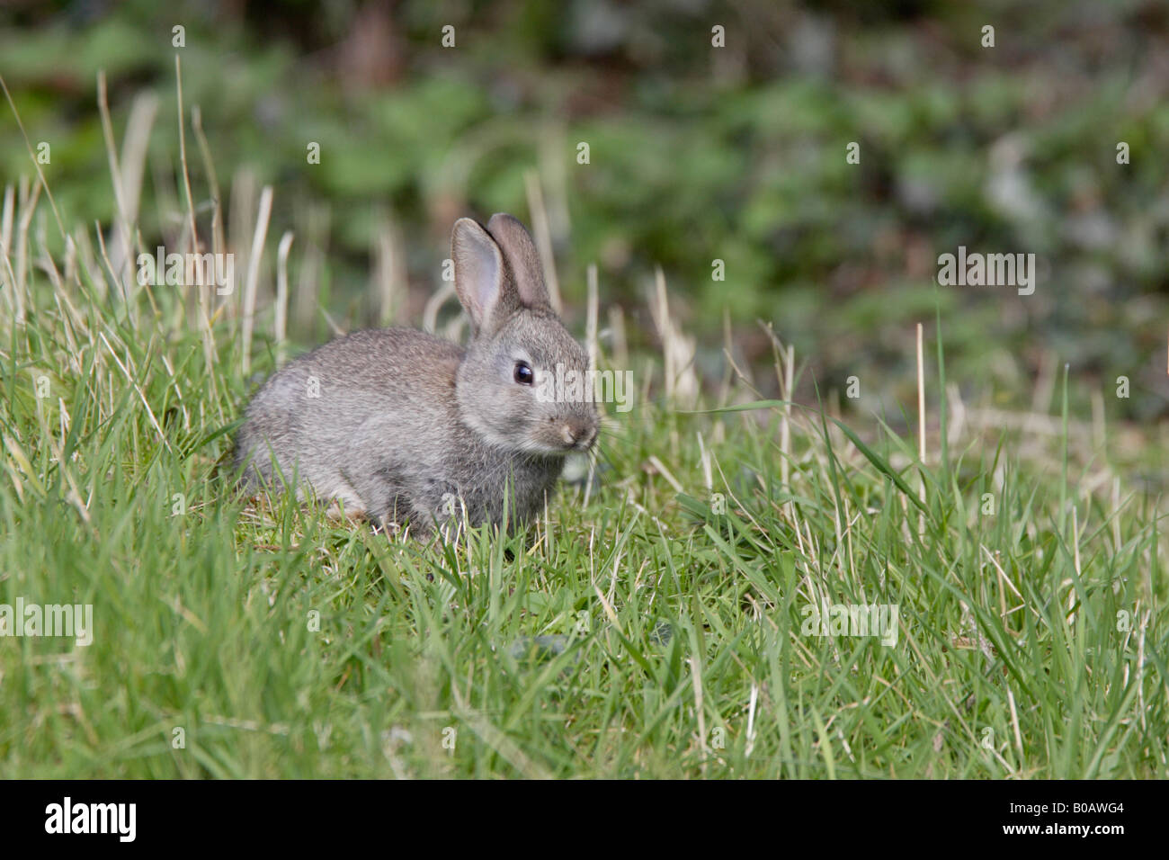 Young Rabbit in a Forest of Dean Garden Stock Photo - Alamy