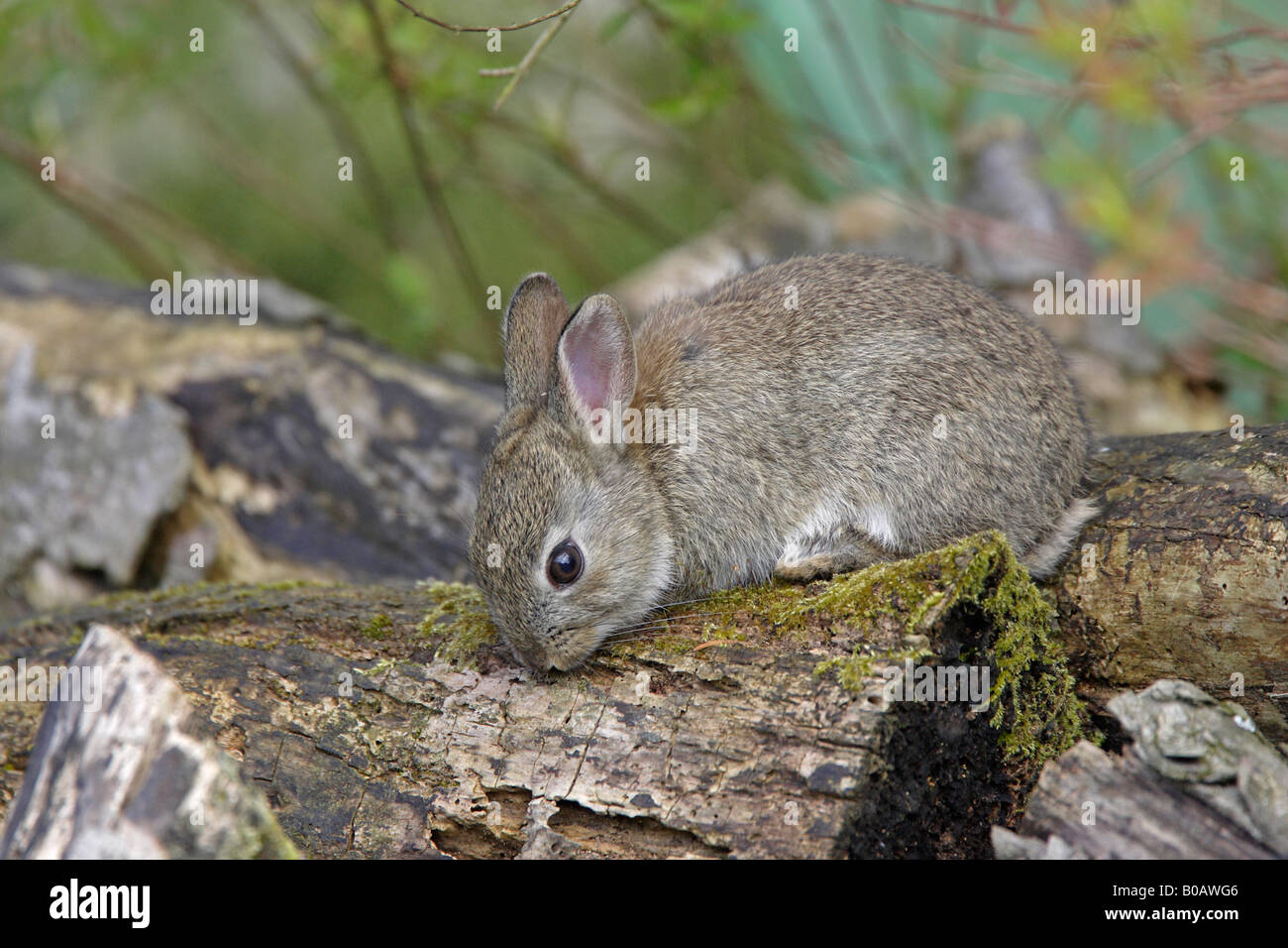 Young Rabbit on a woodpile in a Forest of Dean Garden Stock Photo - Alamy