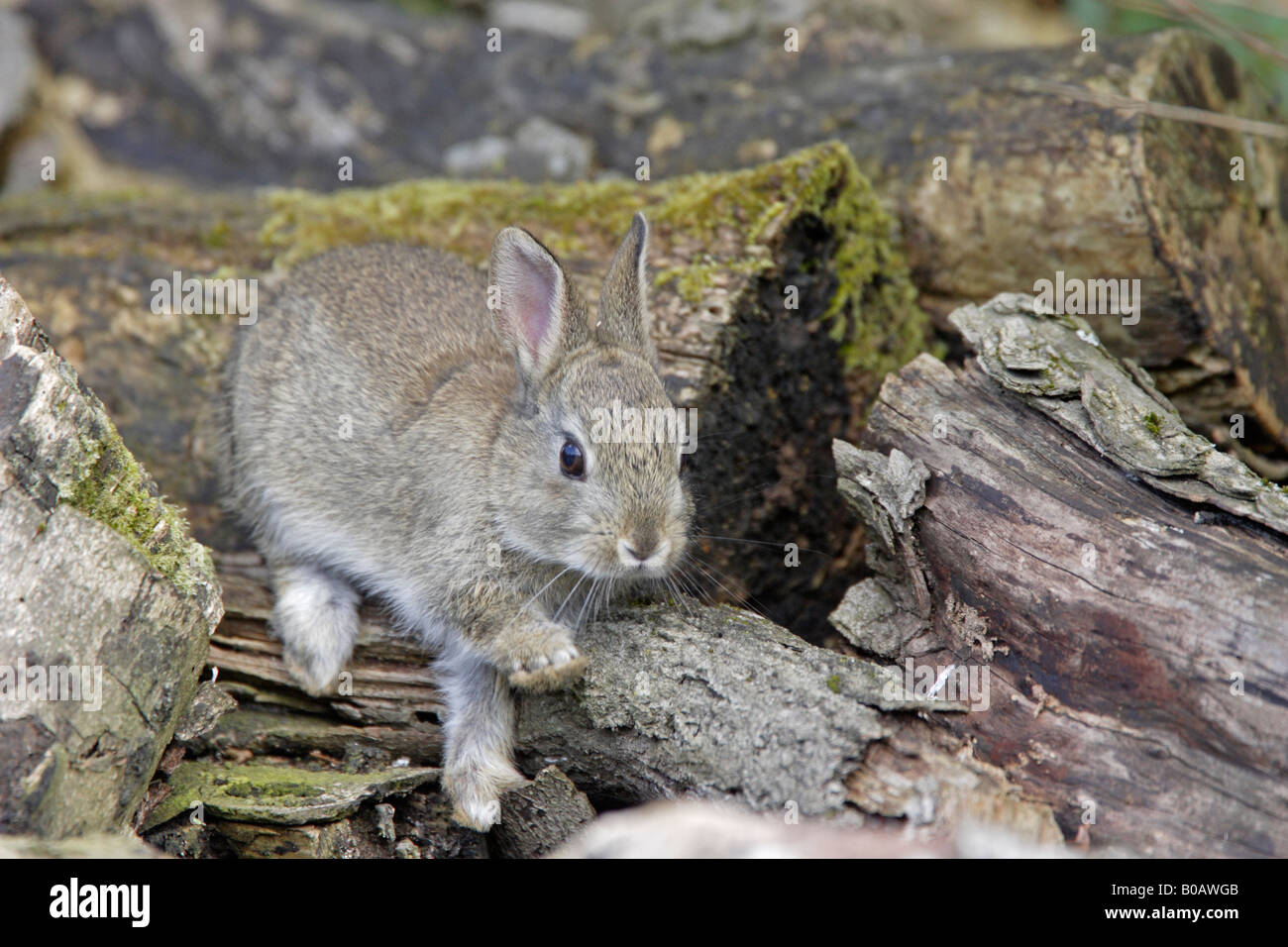 Young Rabbit on a woodpile in a Forest of Dean Garden Stock Photo - Alamy