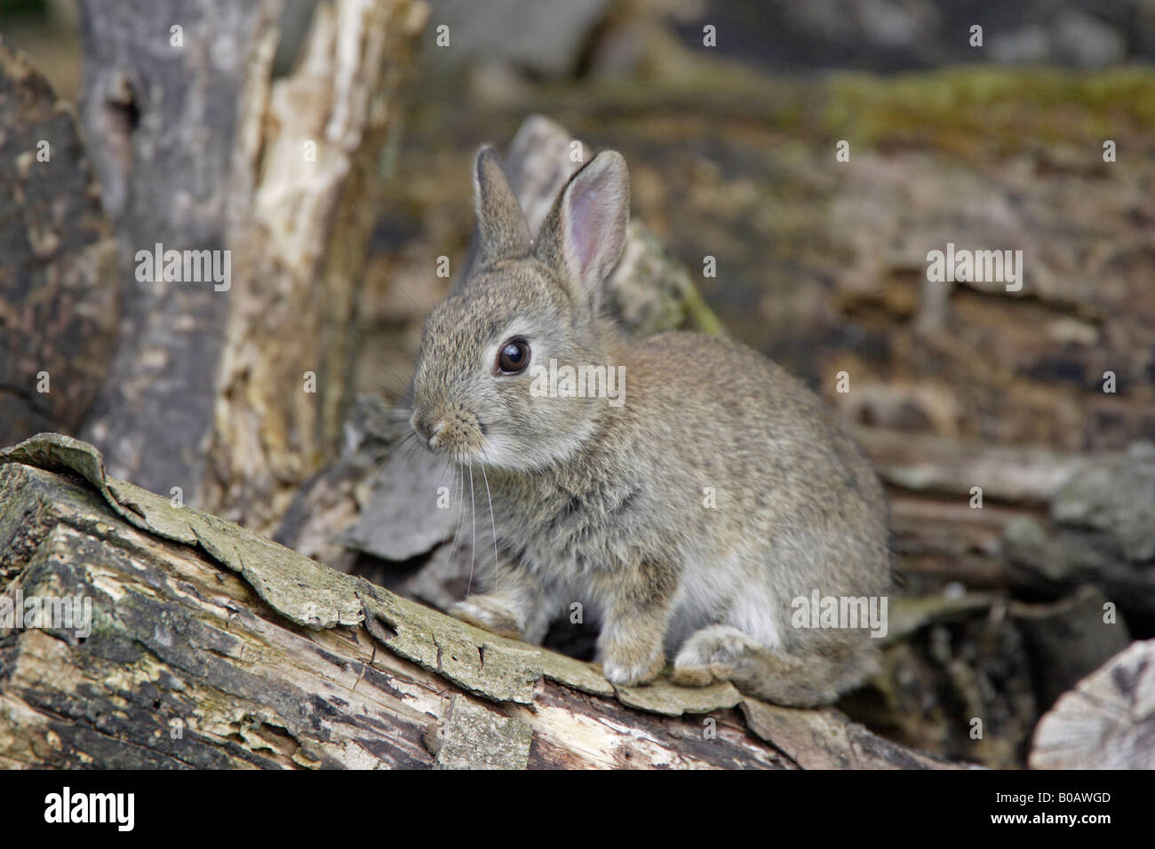 Young Rabbit on a woodpile in a Forest of Dean Garden Stock Photo - Alamy