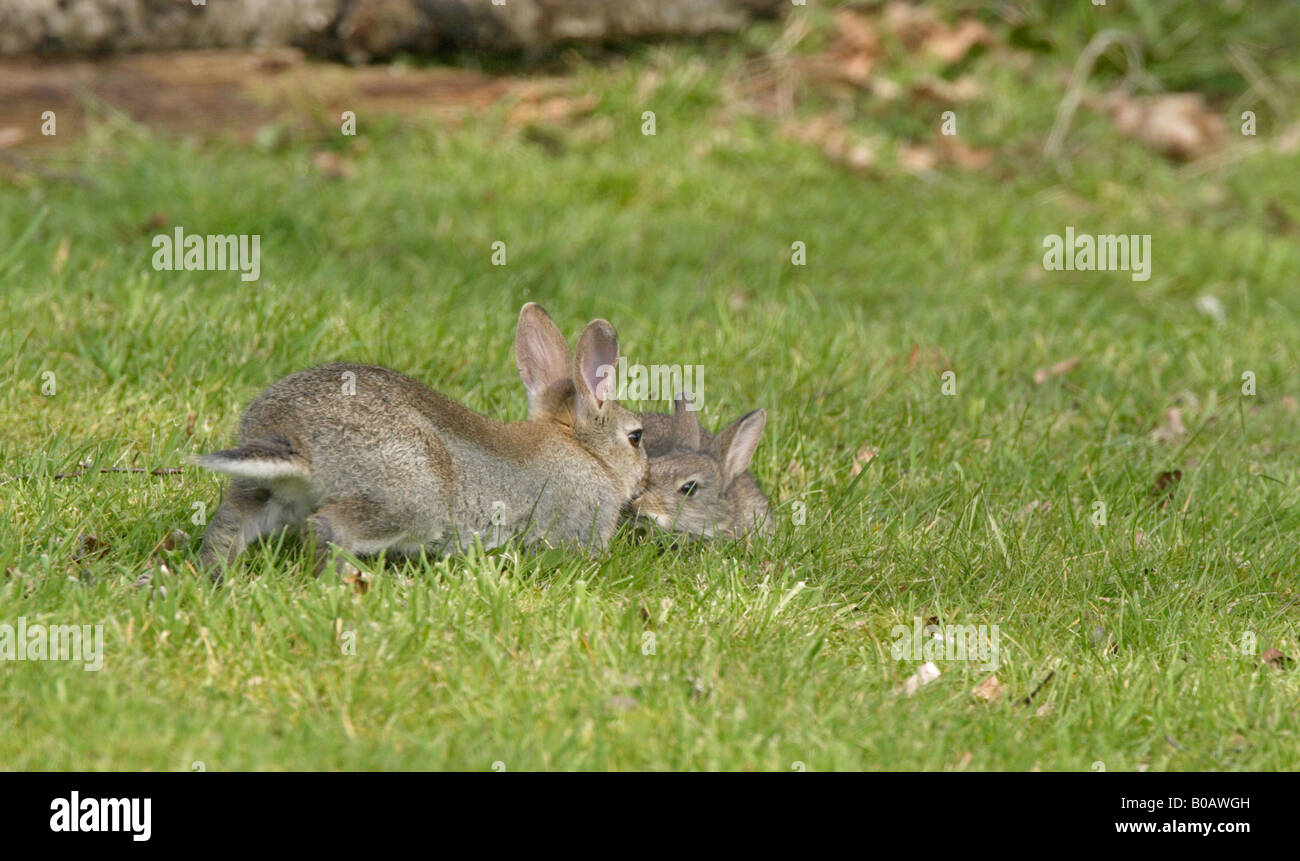 Pair rabbit hi-res stock photography and images - Alamy