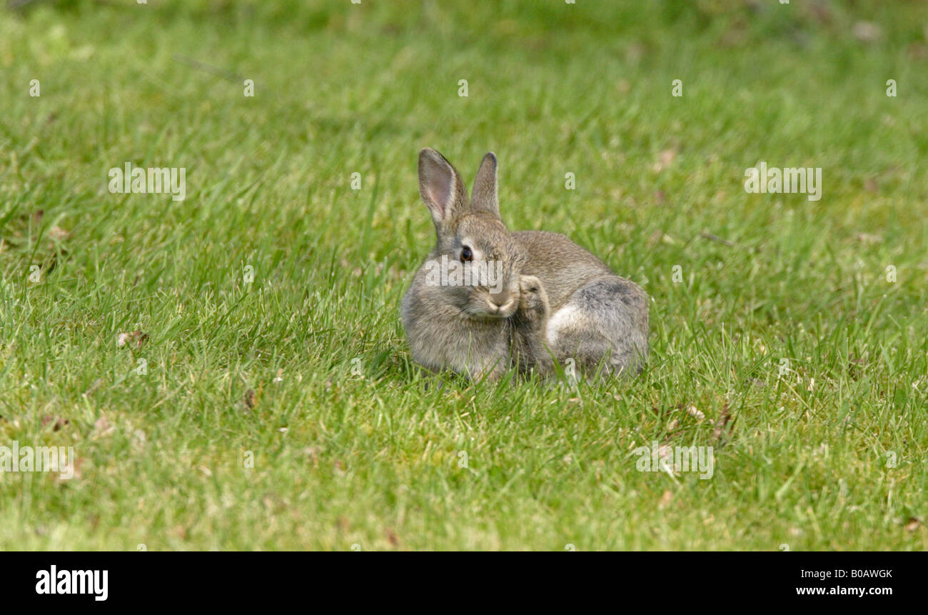 Wild rabbit washing hi-res stock photography and images - Alamy