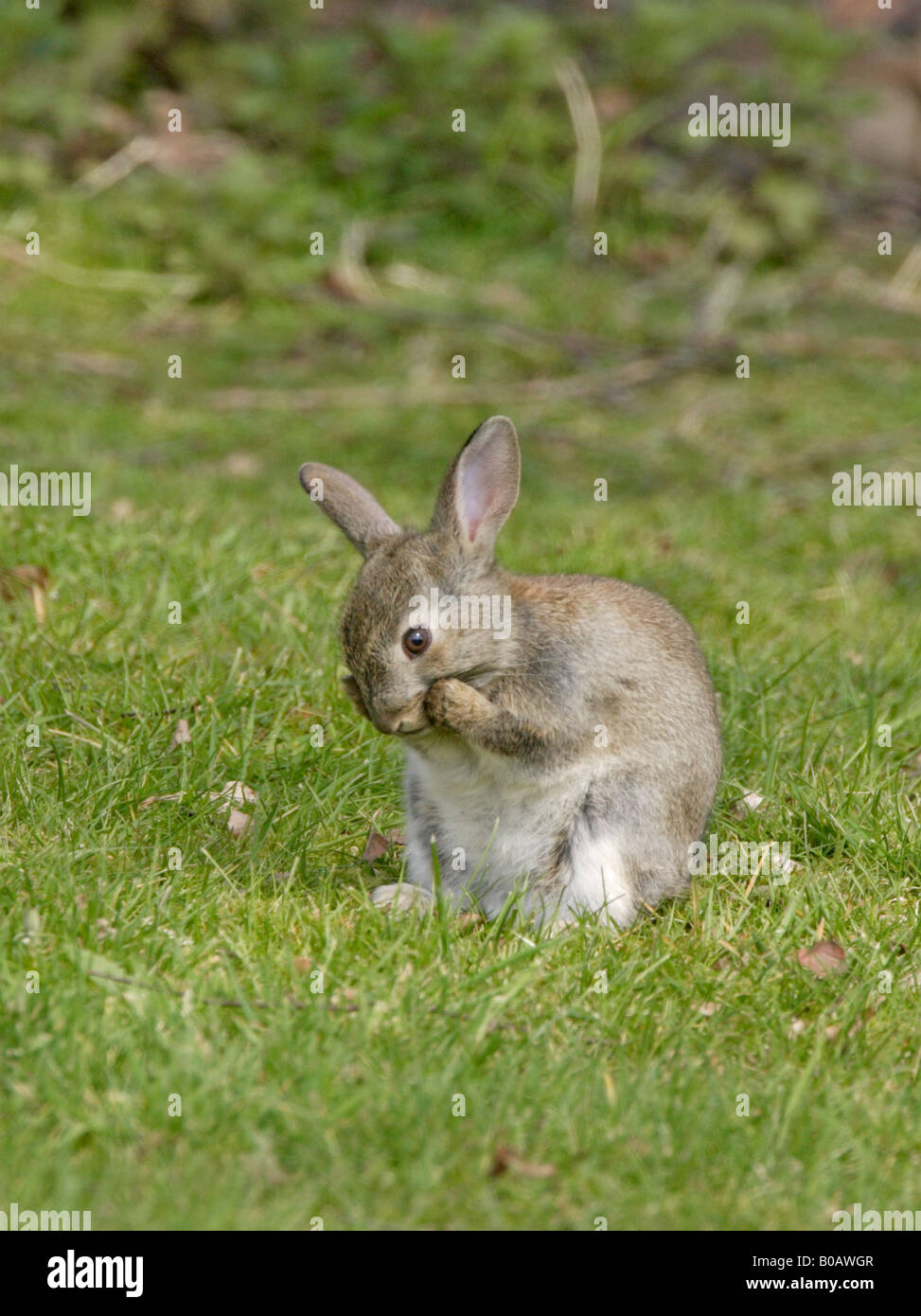 Young Rabbit in a Forest of Dean Garden Stock Photo - Alamy