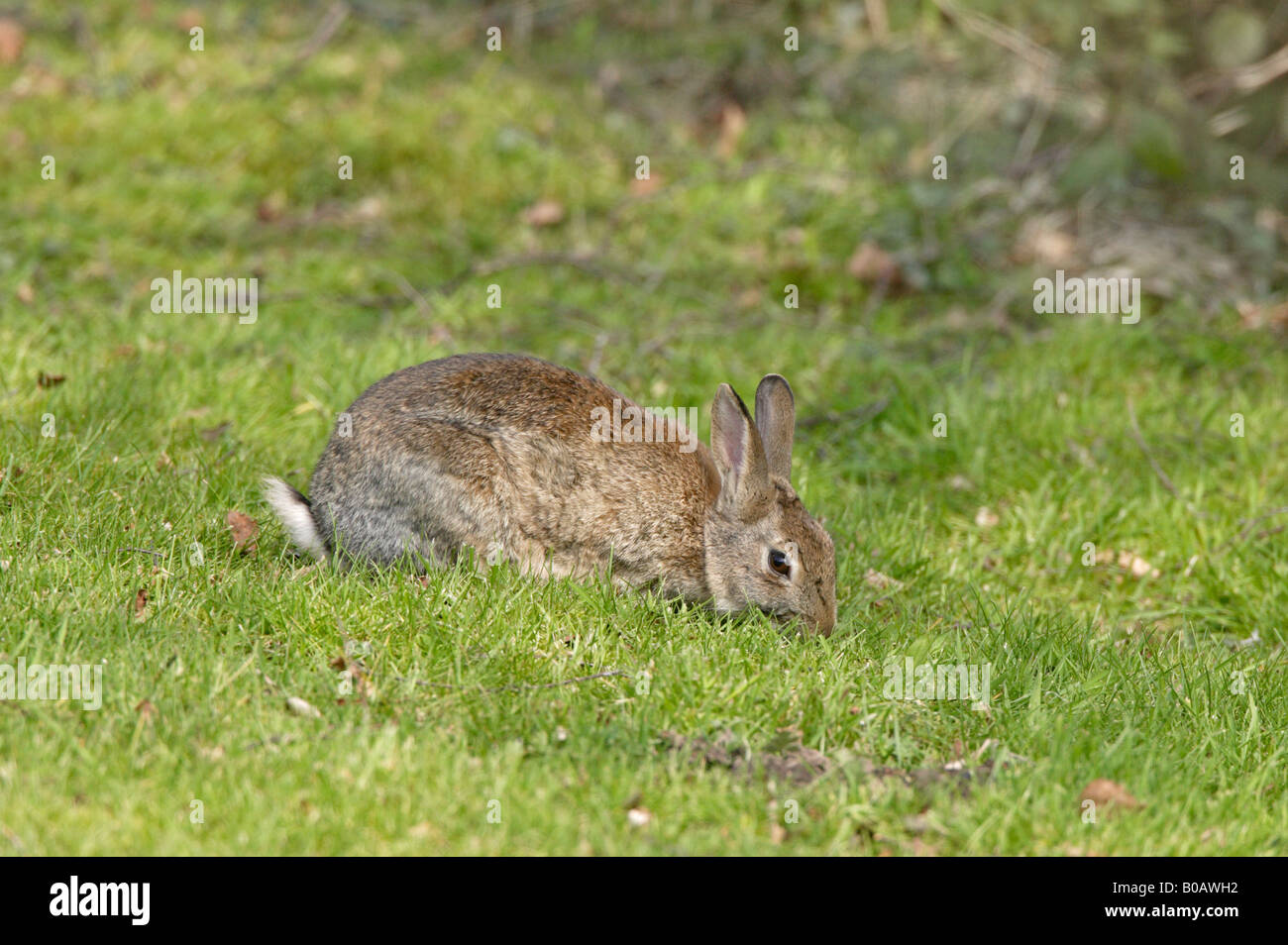 Young Rabbit in a Forest of Dean Garden Stock Photo - Alamy