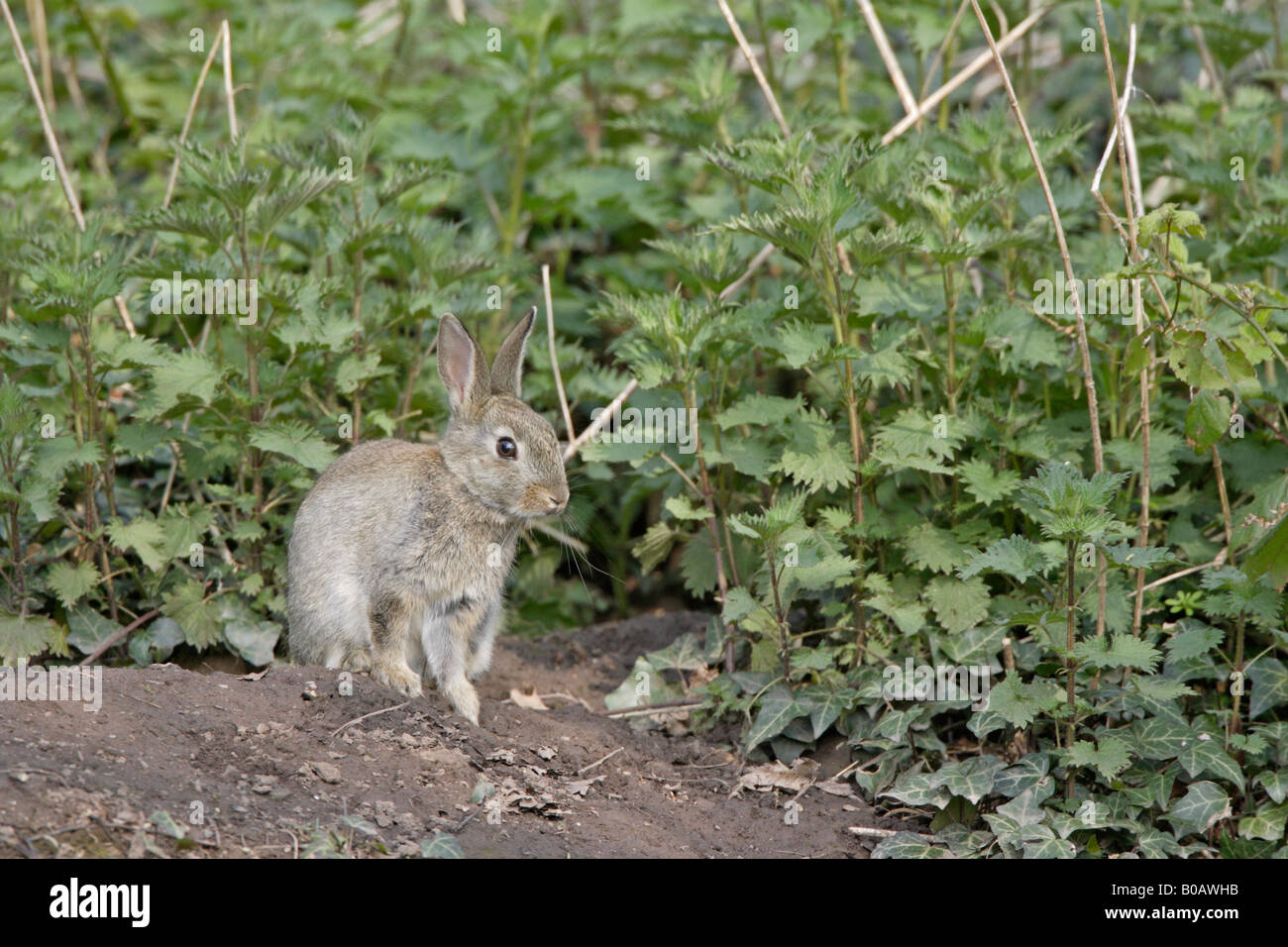 Young Rabbit siting outside a burrow in a Forest of Dean Garden Stock ...