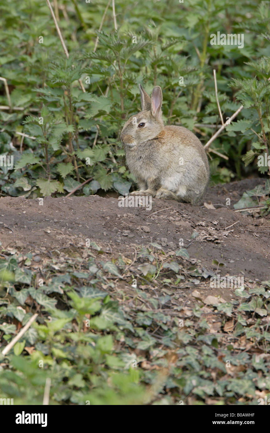 A burrow hi-res stock photography and images - Alamy
