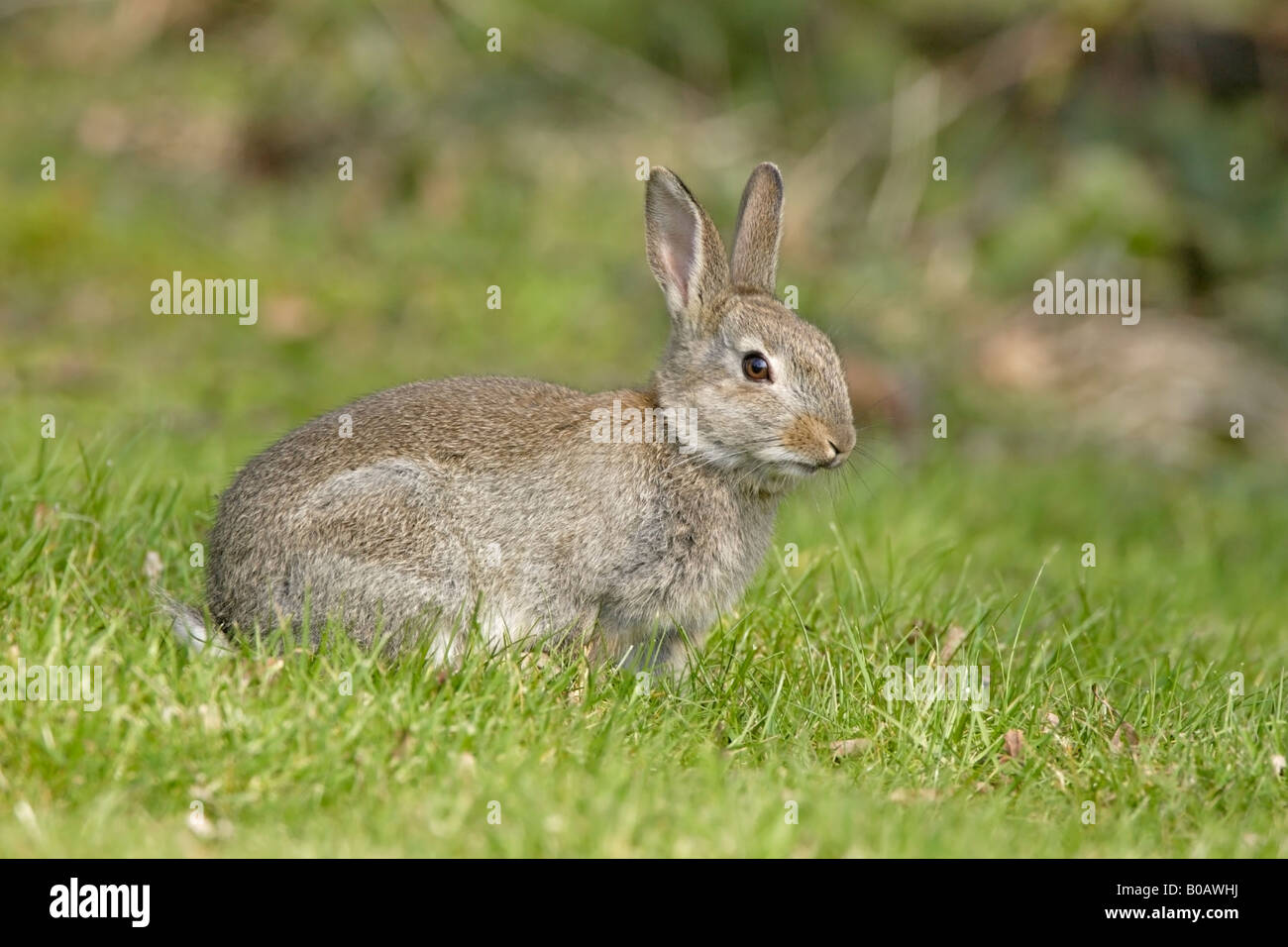 Young Rabbit in a Forest of Dean Garden Stock Photo - Alamy