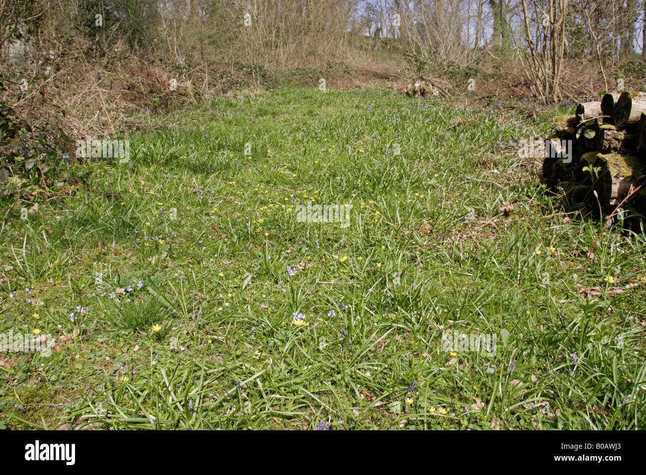 "woodland ride" hi-res stock photography and images - Alamy