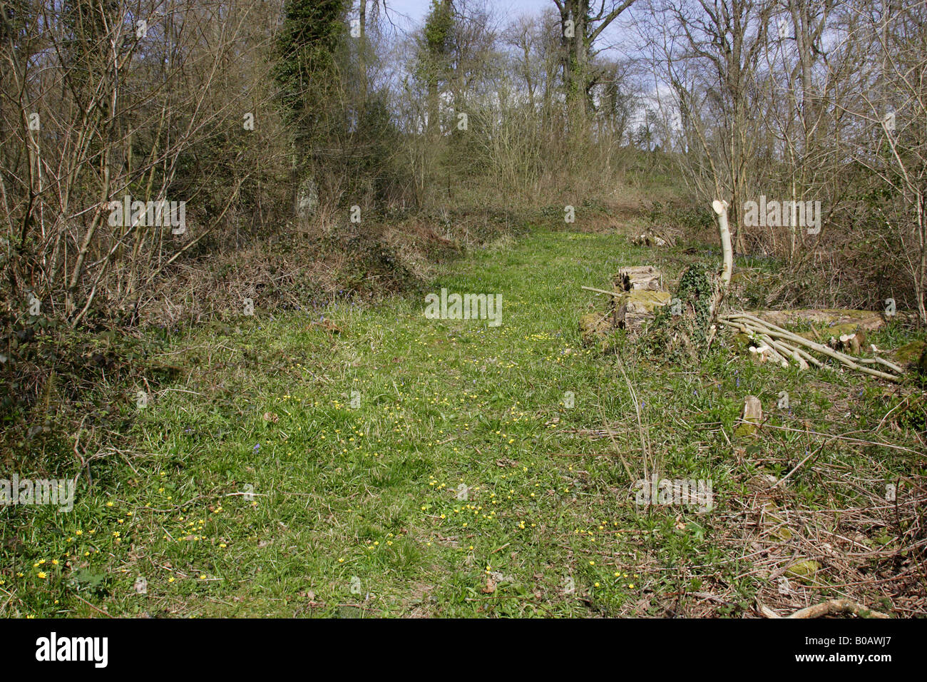 Woodland ride in early spring in Herefordshire Stock Photo - Alamy