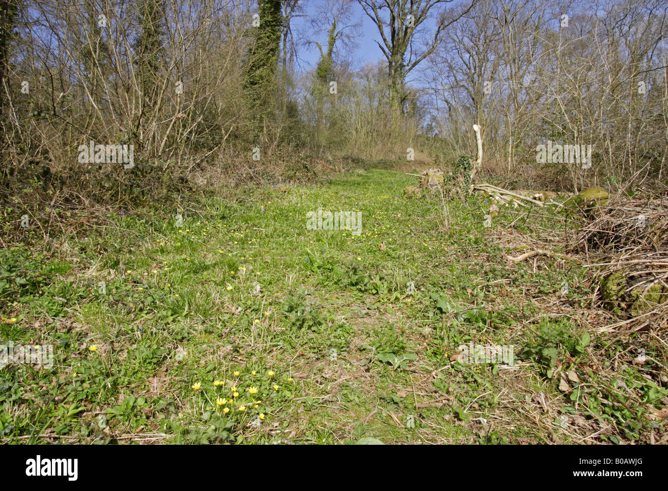 Woodland ride in early spring in Herefordshire Stock Photo - Alamy